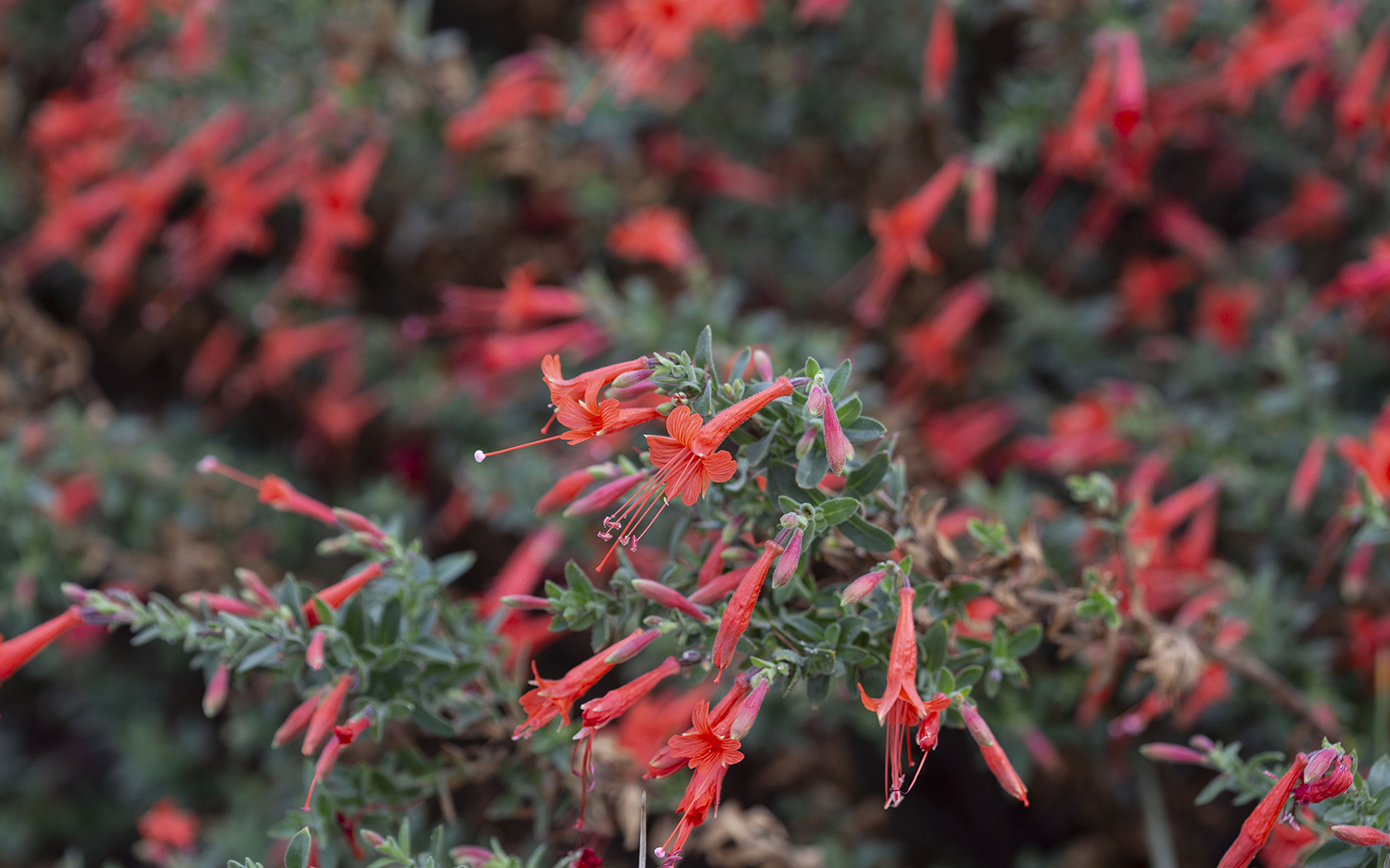 Hummingbird Trumpet Bush